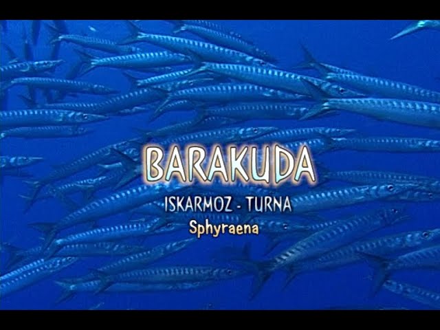 BARAKUDA SÜRÜSÜ (Iskarmoz – Turna – Sphyraena) by SAKİ UĞURLU – SGTV